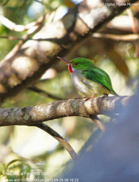 Hunting Digital Plumes in the US and Beyond: Birding Puerto Rico: A ...