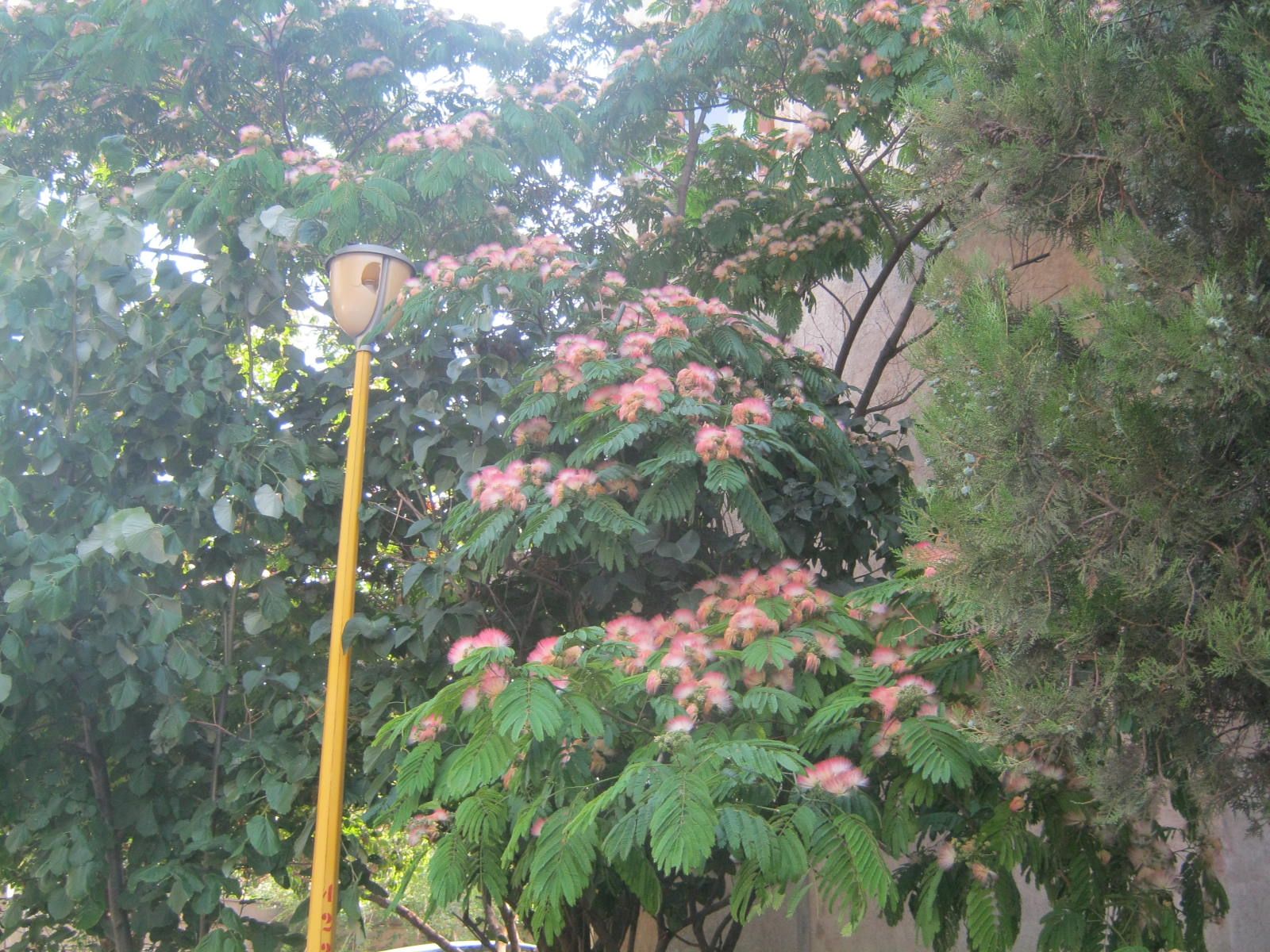 Constanţa este plină cu astfel de copaci ornamentali. Puţini ştiu ce ...