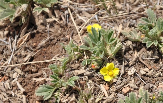 LOPHOPHORA: Mongolian wildflowers - information on the peyote cactus et ...