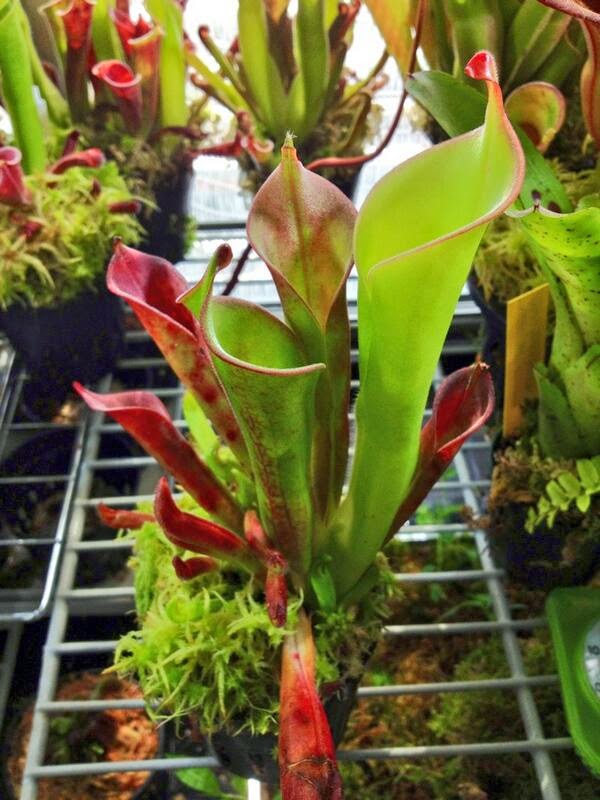 Heliamphora tatei var.tatei #1
