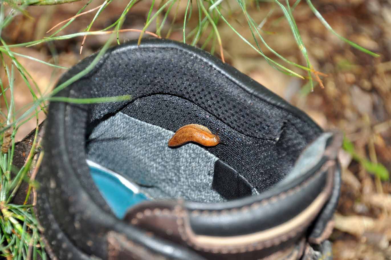 Chuck Keiper Trail: A Three Rattlesnake and Ten Red Eft Backpacking Trip