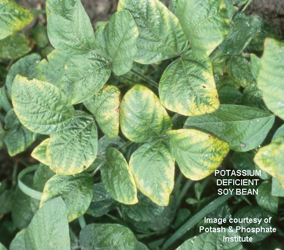 Field and Forage Crops, Nutrient Management: Potassium Deficiency in ...