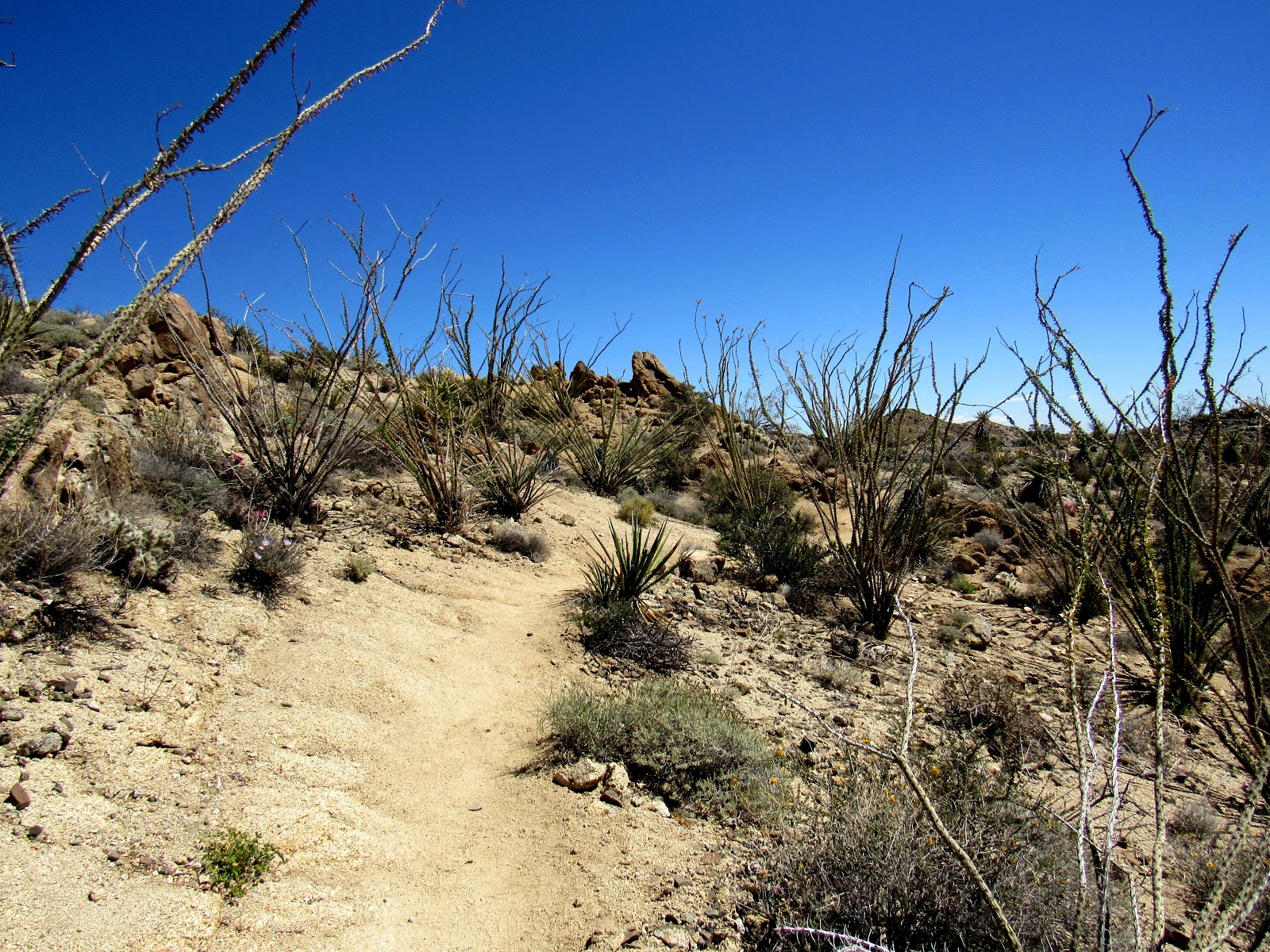 Plant Life of the Colorado Desert