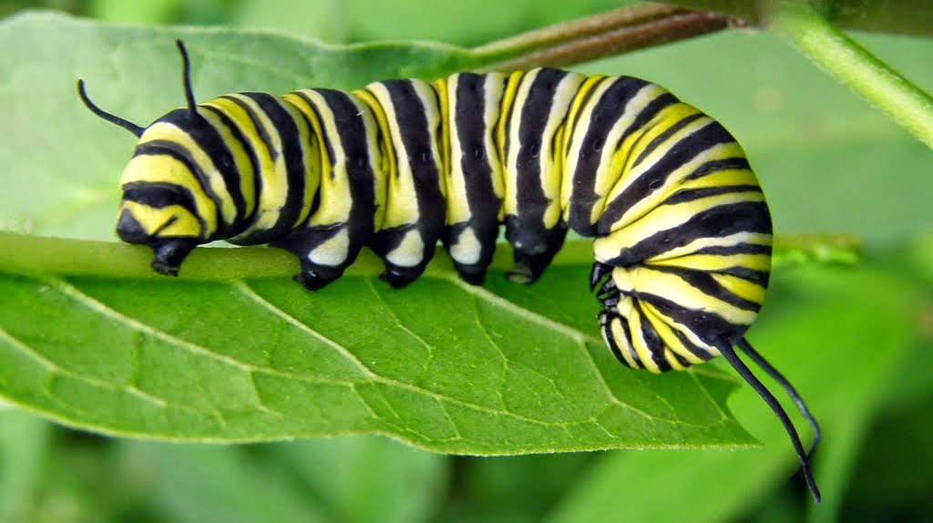 Huellas del Paraíso: Hermosas Orugas, la belleza antes de levantar el vuelo