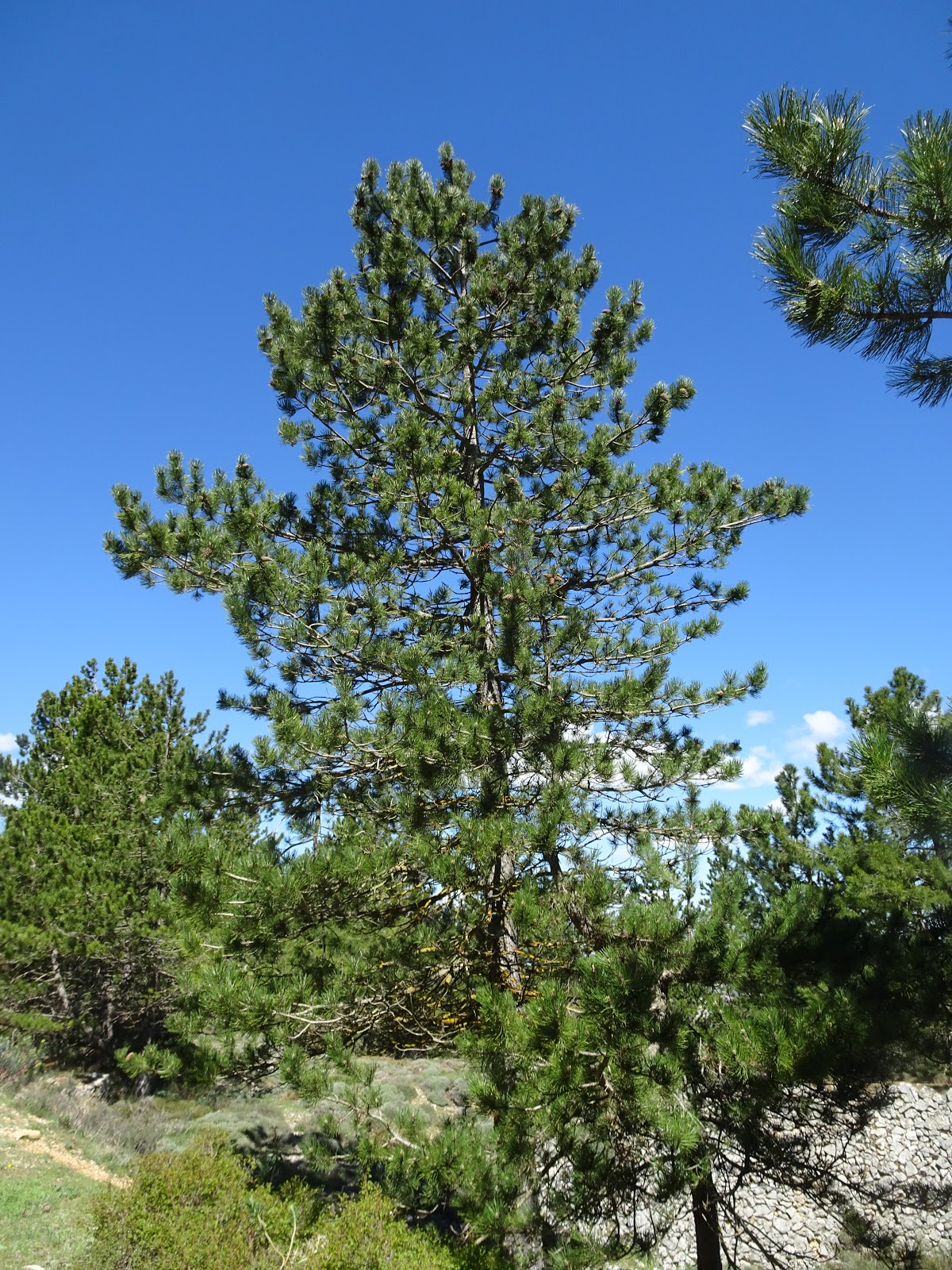 HERBARIO VIRTUAL DE BANYERES DE MARIOLA Y ALICANTE: Pinus pinaster ...