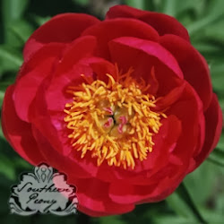 Southern Peony: Photos E-K