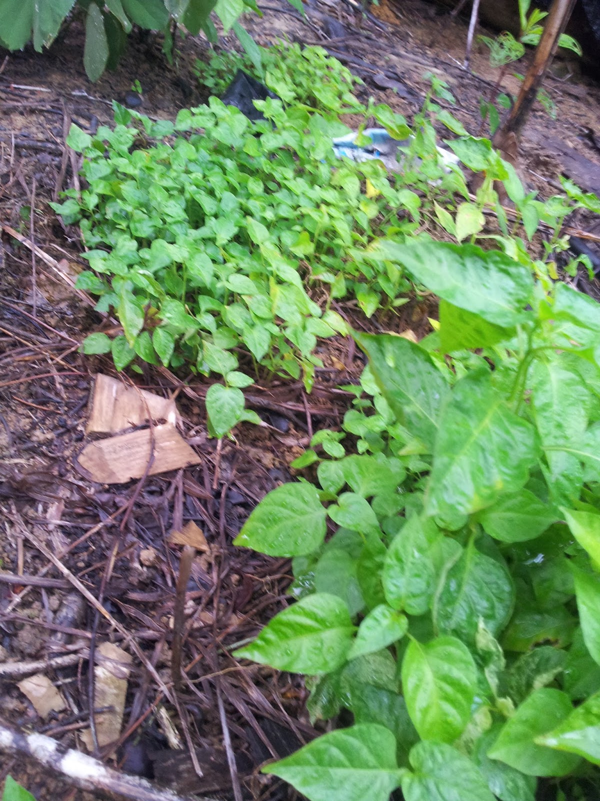 Tanaman Halia: Tanaman Cili Padi yang kedua.