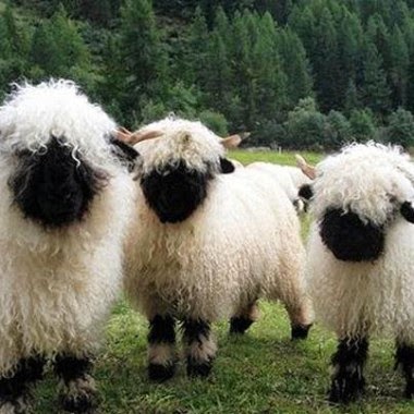 Chinese Year of the Sheep - Wool it be a good one? | West Village ...