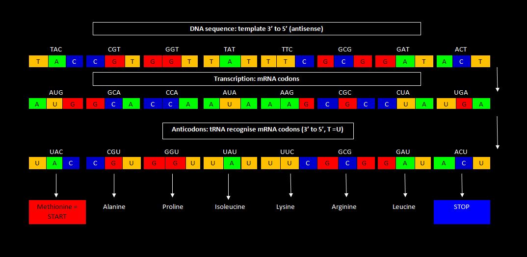 Scriptura : DNA-RNA: sequentie, transcriptie en translatie