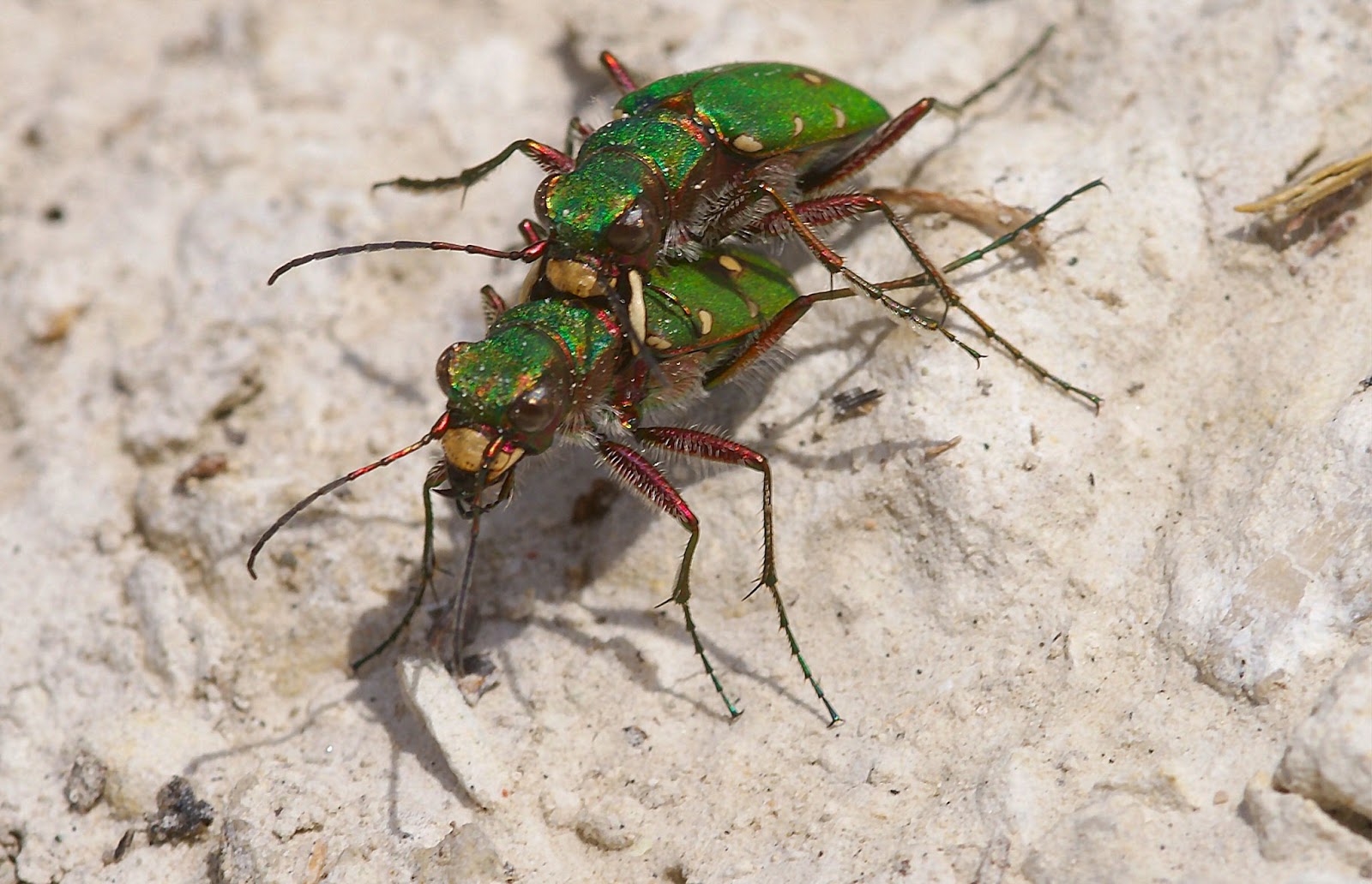 Variety of Life: Cicindelinae