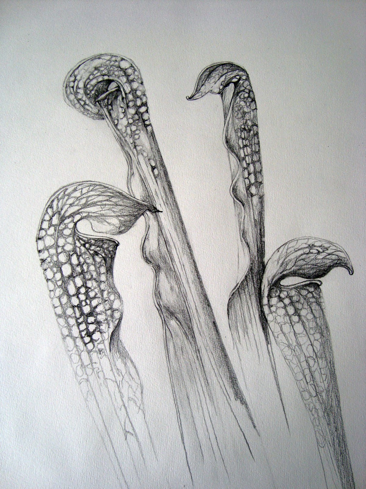 Watercolour Florals: March 2012