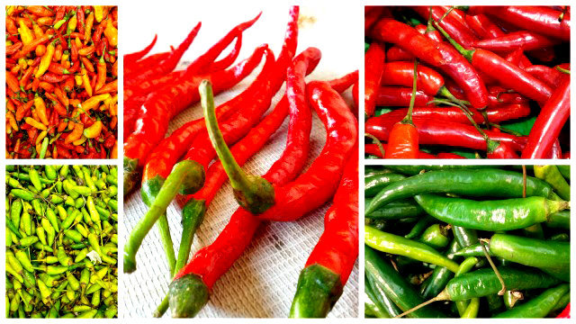 TANAMAN CABE (Capsicum annuum L.) ~ AEKNAULI AGRO