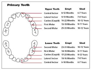 Gigi Susu Anak Pengaruhi Pertumbuhan Gigi Permanen Anak | Floem