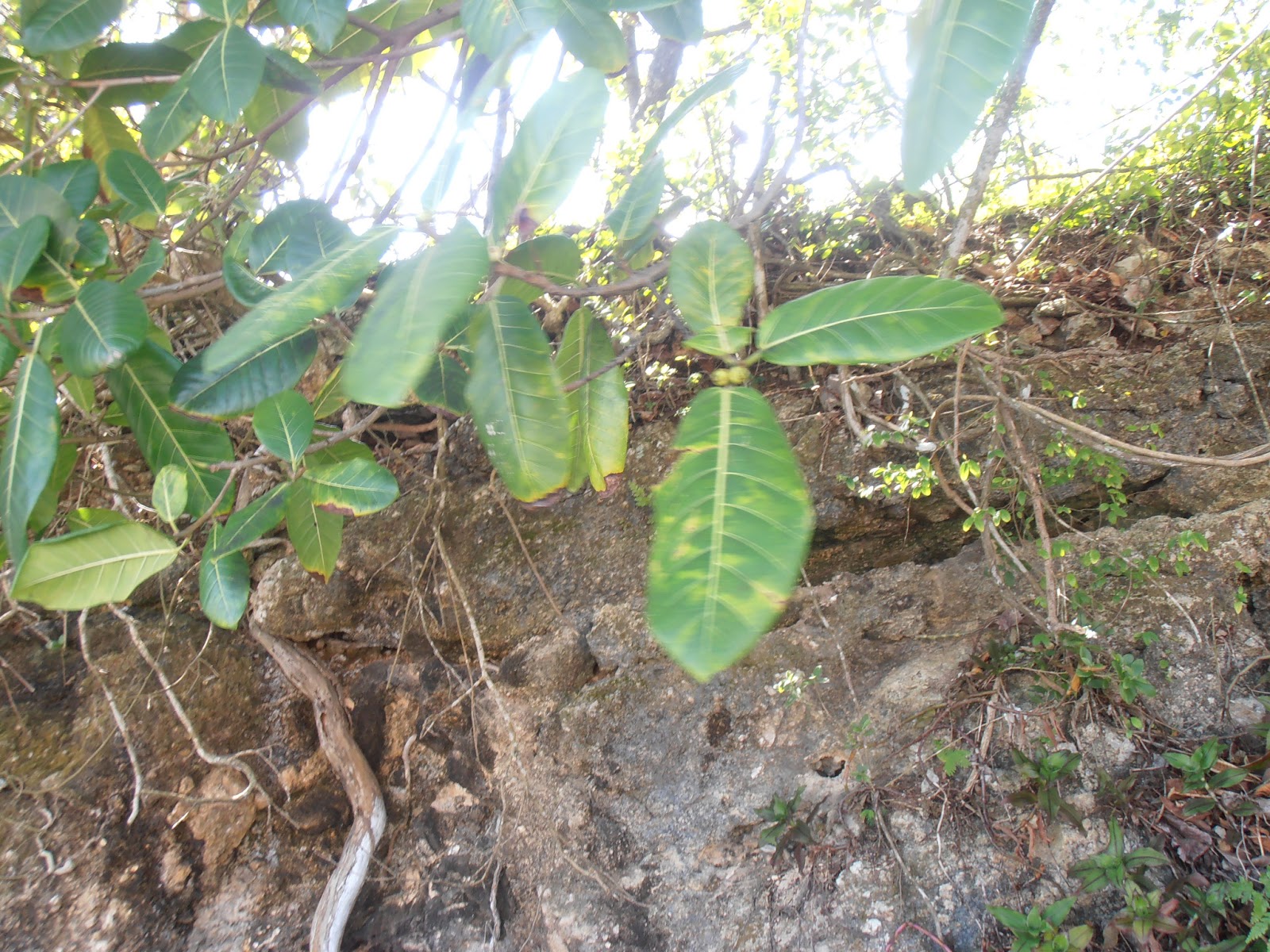 Flora de Puerto Rico Ilustrada Papo Vives: MORACEAE FICUS STHALII ...