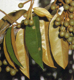 Durian Info: Botany of The Common Durian