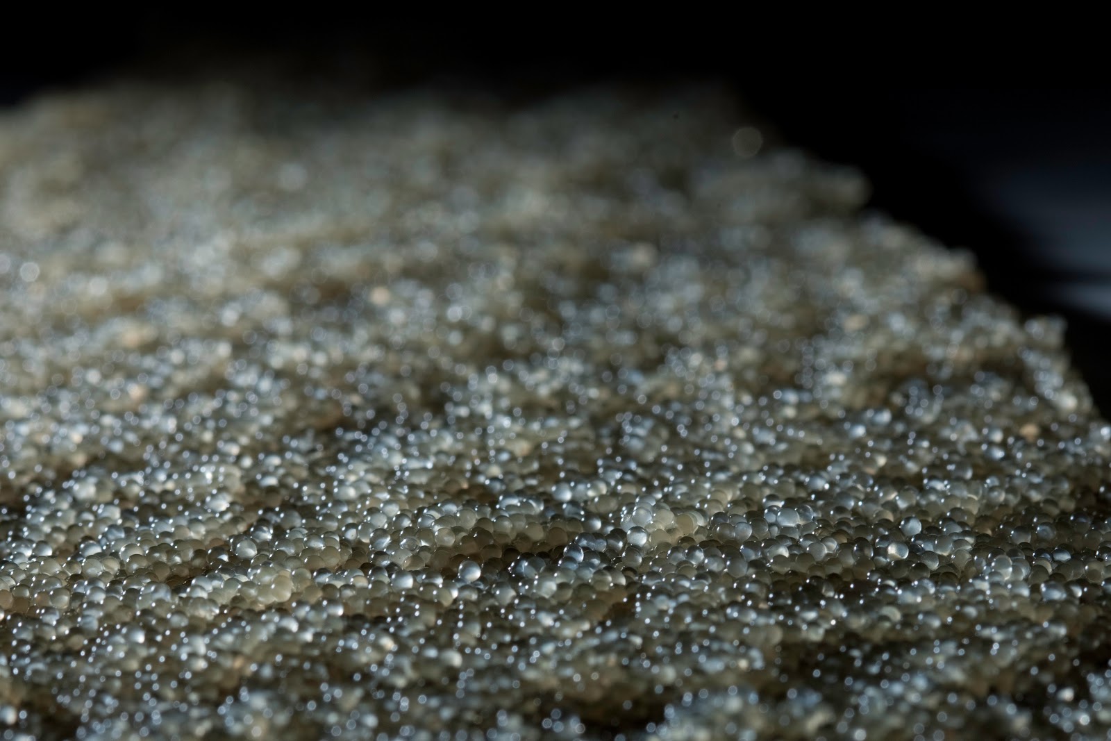 Interesting Cuisine: Komochi Konbu