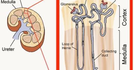 Struktur dan Bagian pada Ginjal