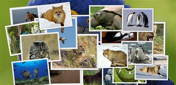 Multi Animals Wallpaper 4 ~ Blast of Wallpapers