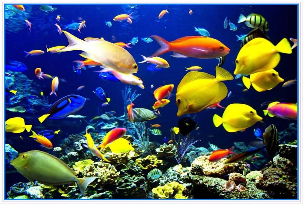 Baú da Web: Imagens fundo do mar