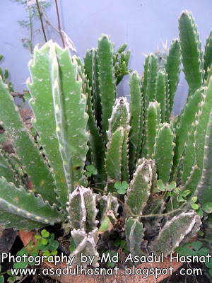 Cactus: Cacctus