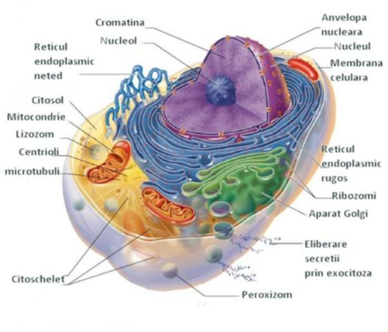 SCOALA DE ANATOMIE : July 2015