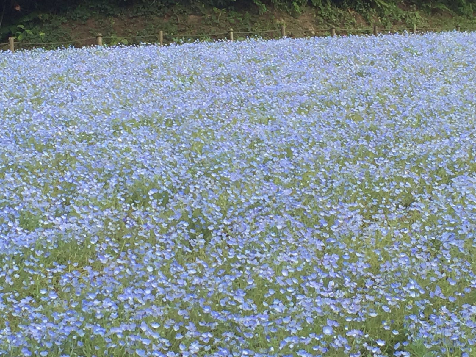 thatsthewayiblog: Japanese Bluebonnets