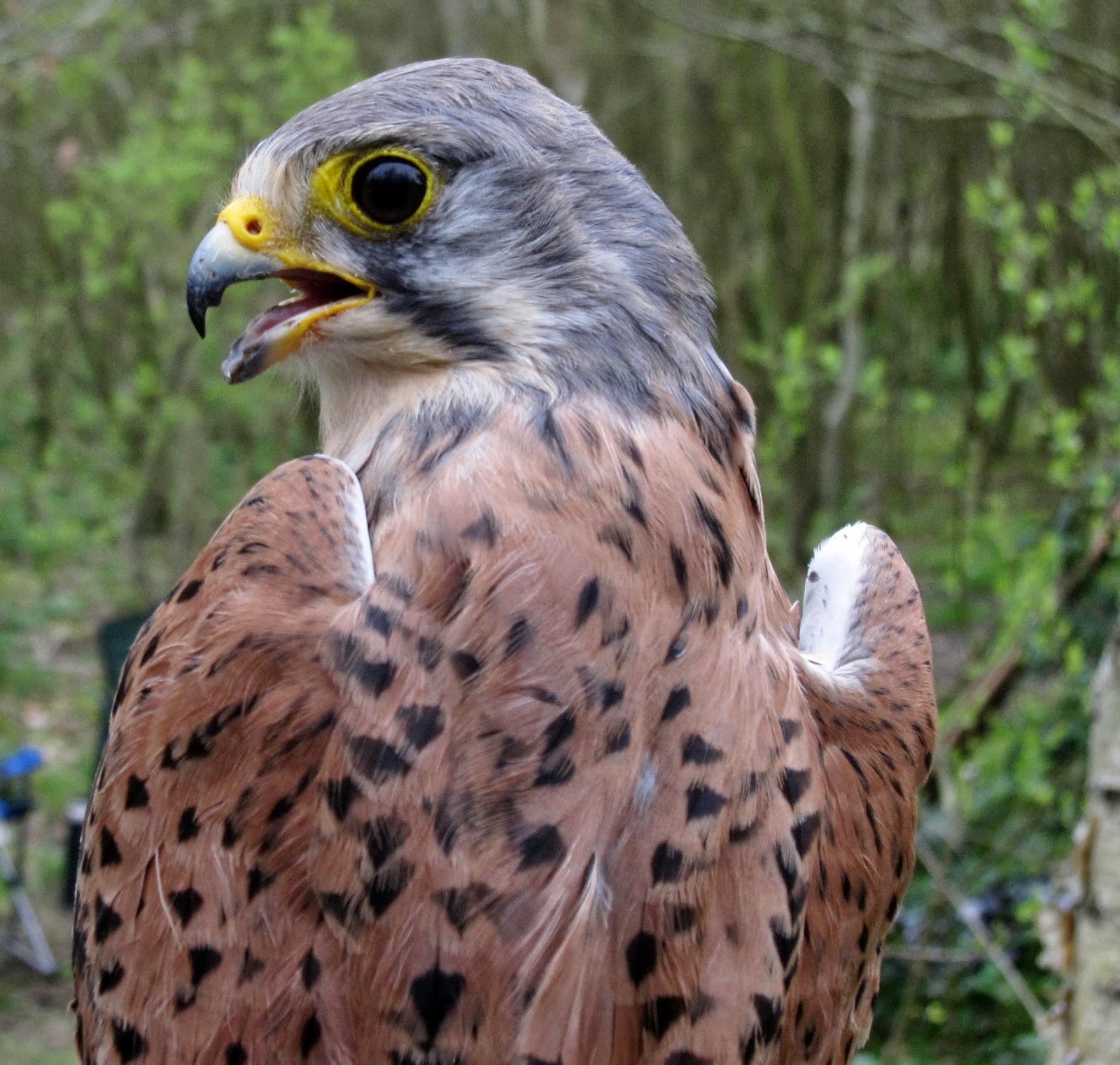Wilde About Birds: A Kestrel in the Bottom Pocket