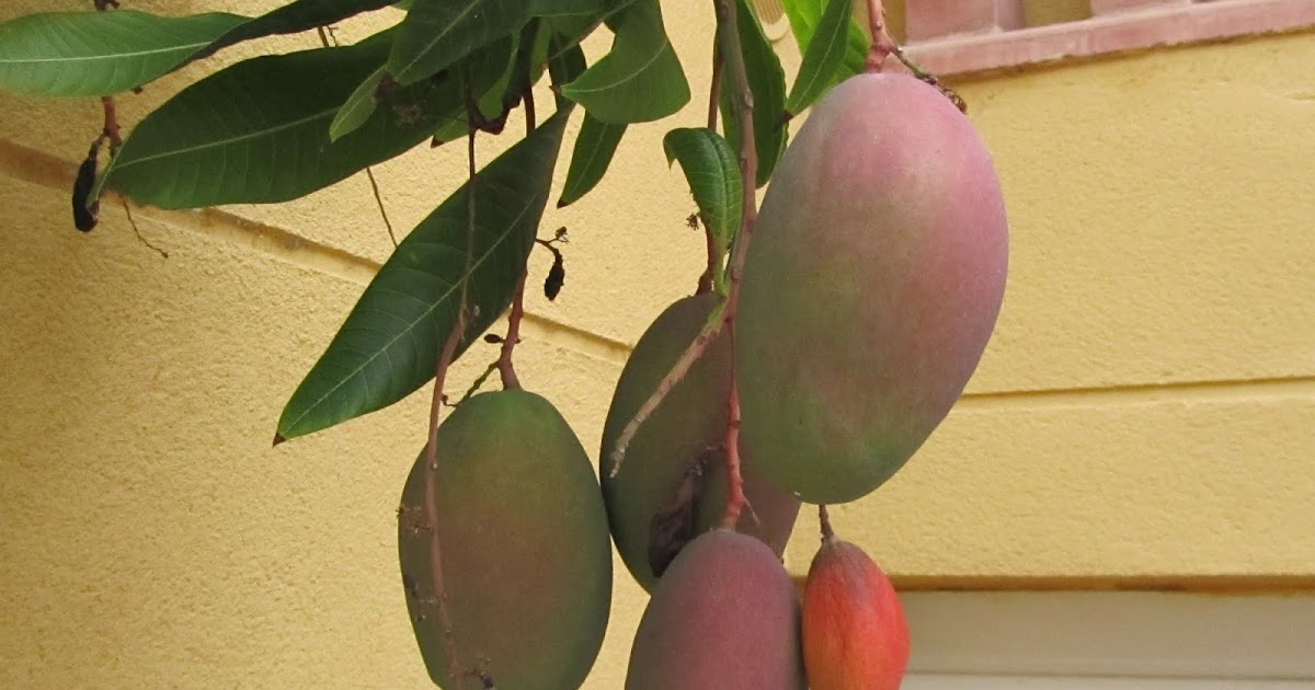 Come Coltivare il Mango (Mangifera indica) in Italia ? - Crescita e ...