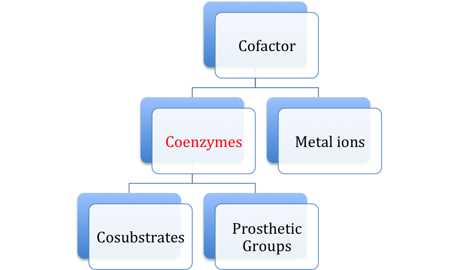 Coenzymes & Metabolism
