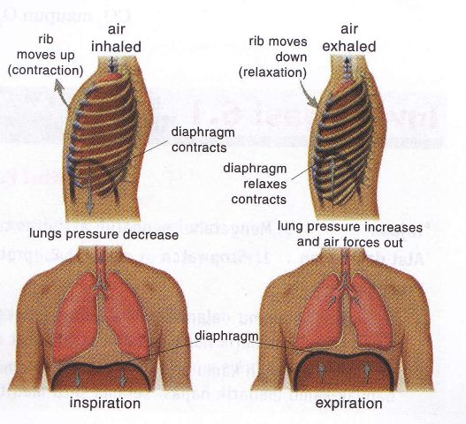 Respiratory Mechanism, Volume, And Frequency ~ New Science Biology