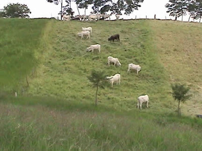 BOVINOCULTURA: PASTOREO EN BOVINOS DE CARNE