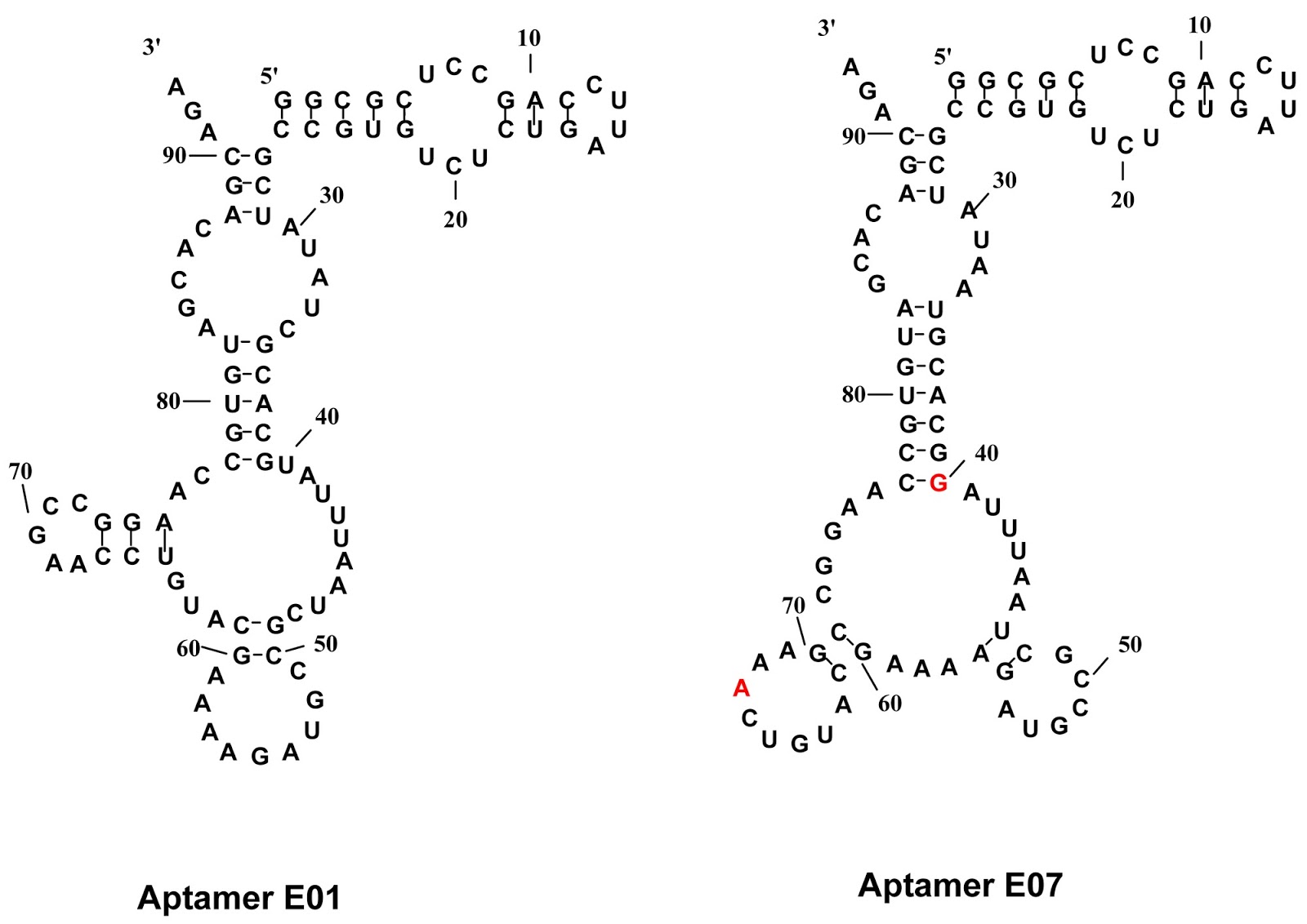 Aptamer Project Site - 10% APS for Everyone: Aptamer E07 Against EGFR ...