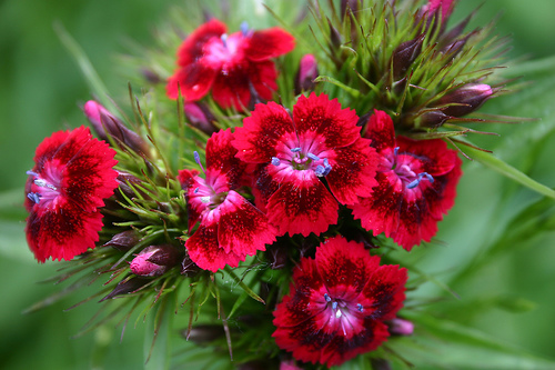 tipos de flores en general: claveles