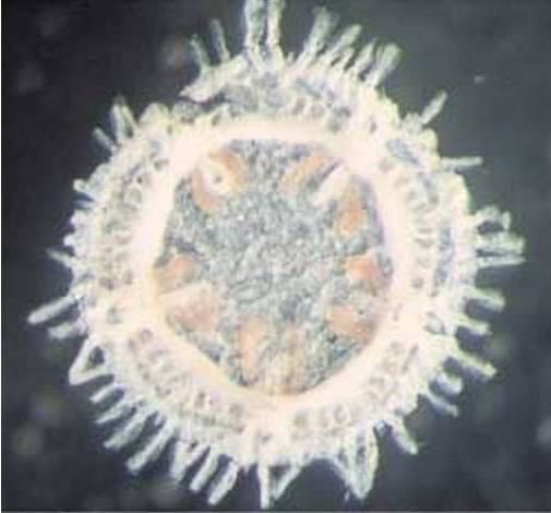 Pamacca: CONCENTRICYCLOIDEA