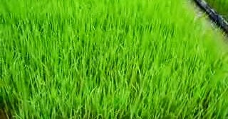 Agrobisnis: PERSEMAIAN BASAH