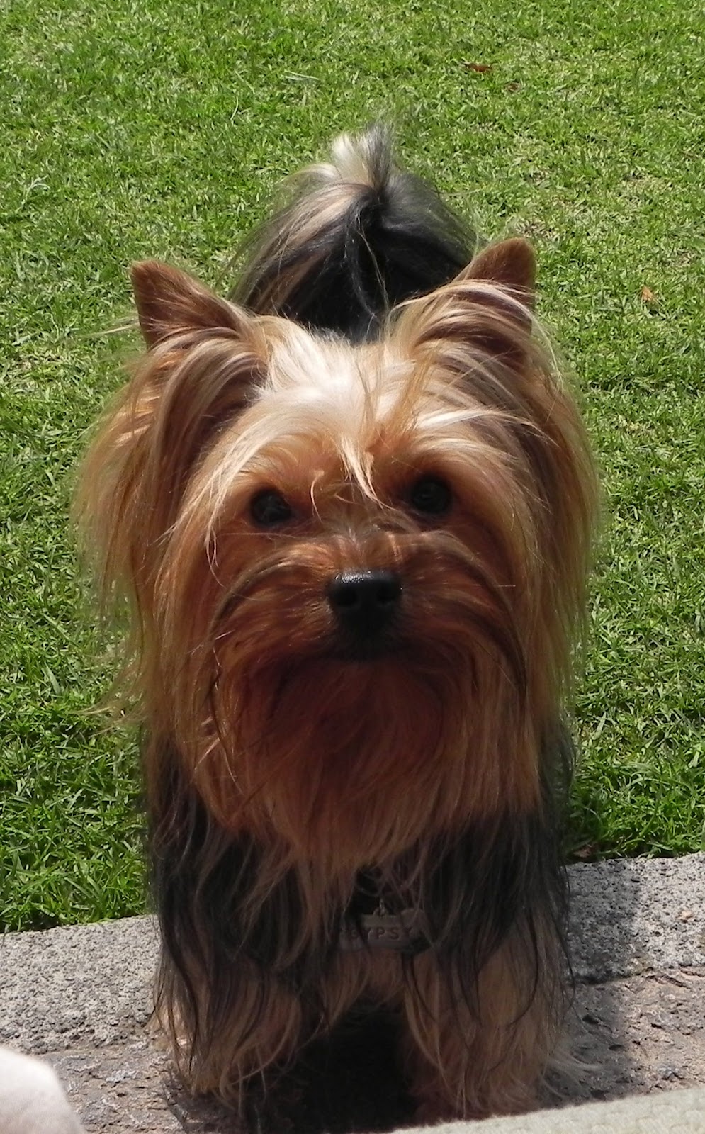 Yorkshire Terrier: 2012