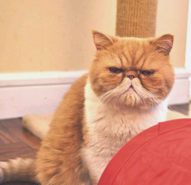 Chester SmooshyFace: Photos of Exotic Shorthair Cats Chester and Garfield