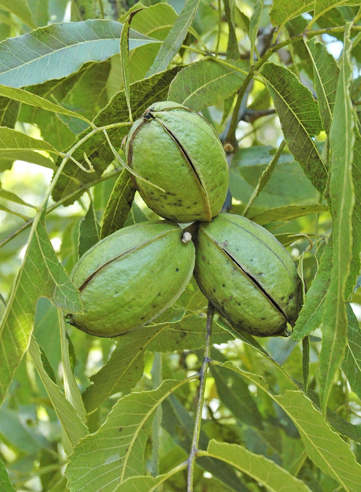 Northern Pecans: 2015