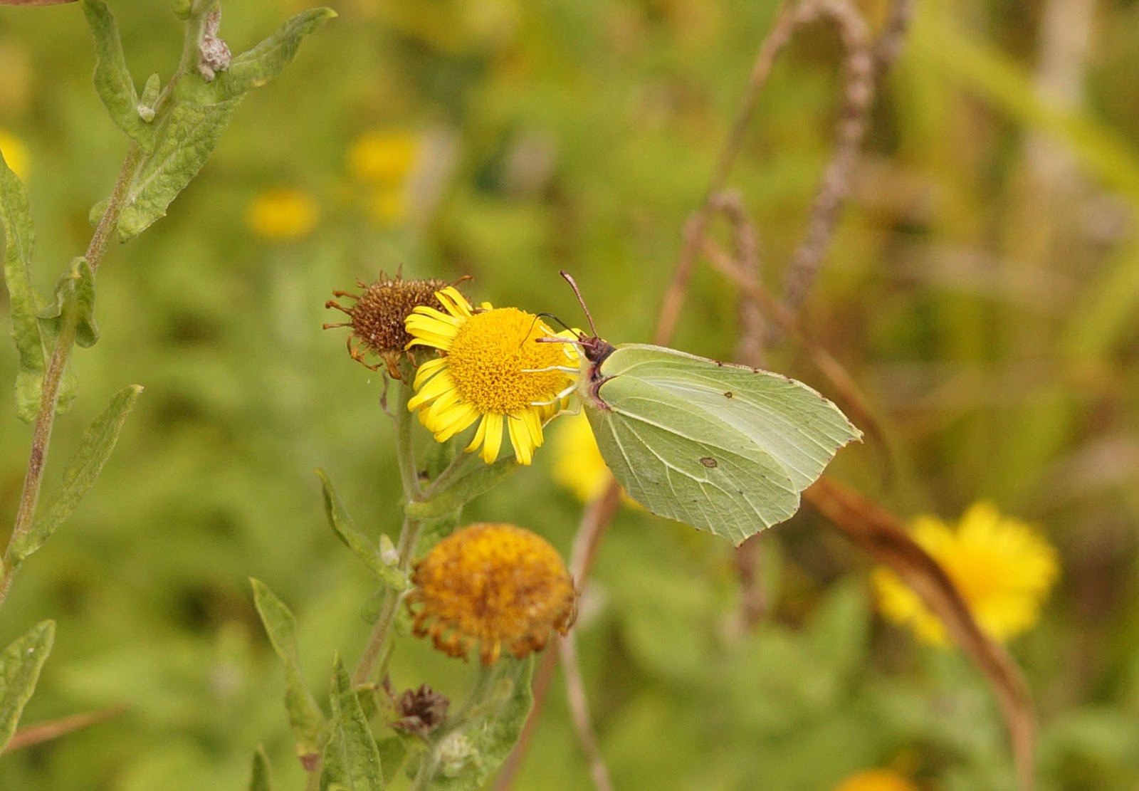 August butterfly spotting in Norfolk - Sophie in the Sticks