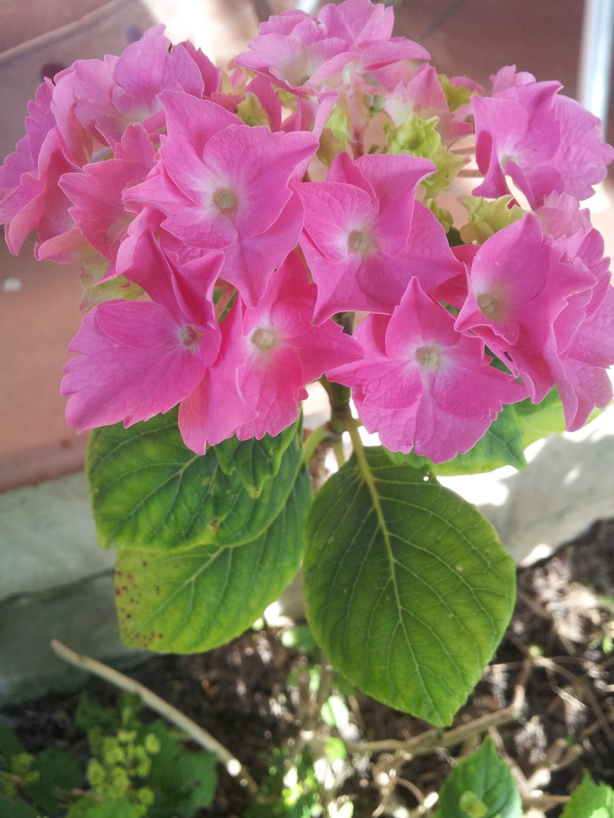 Fragole Infinite: La Cretina Ortensia.