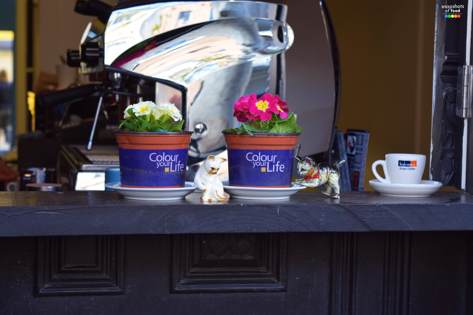 Catmosphere Sydney Cat Cafe | Surry Hills