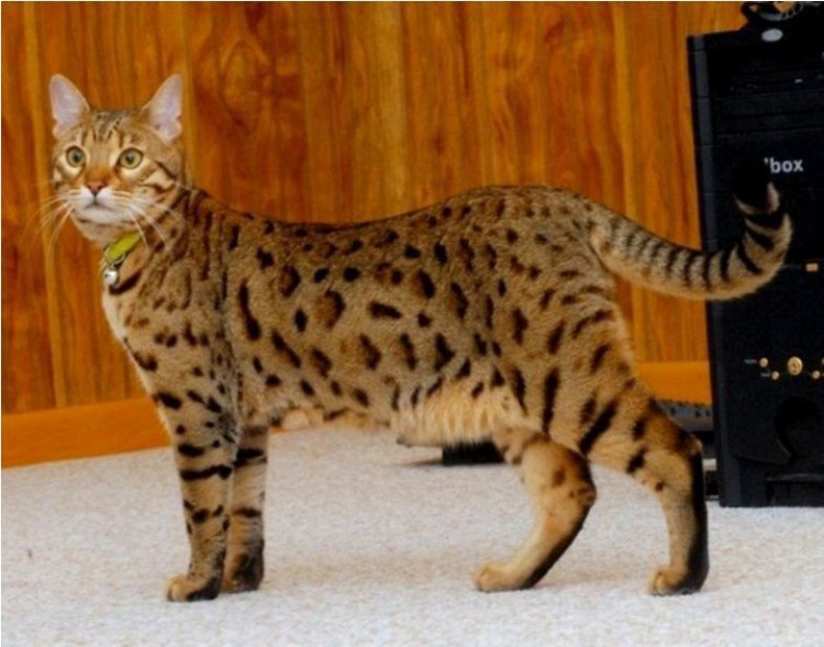 Kucing Bengal - Kucing Comel