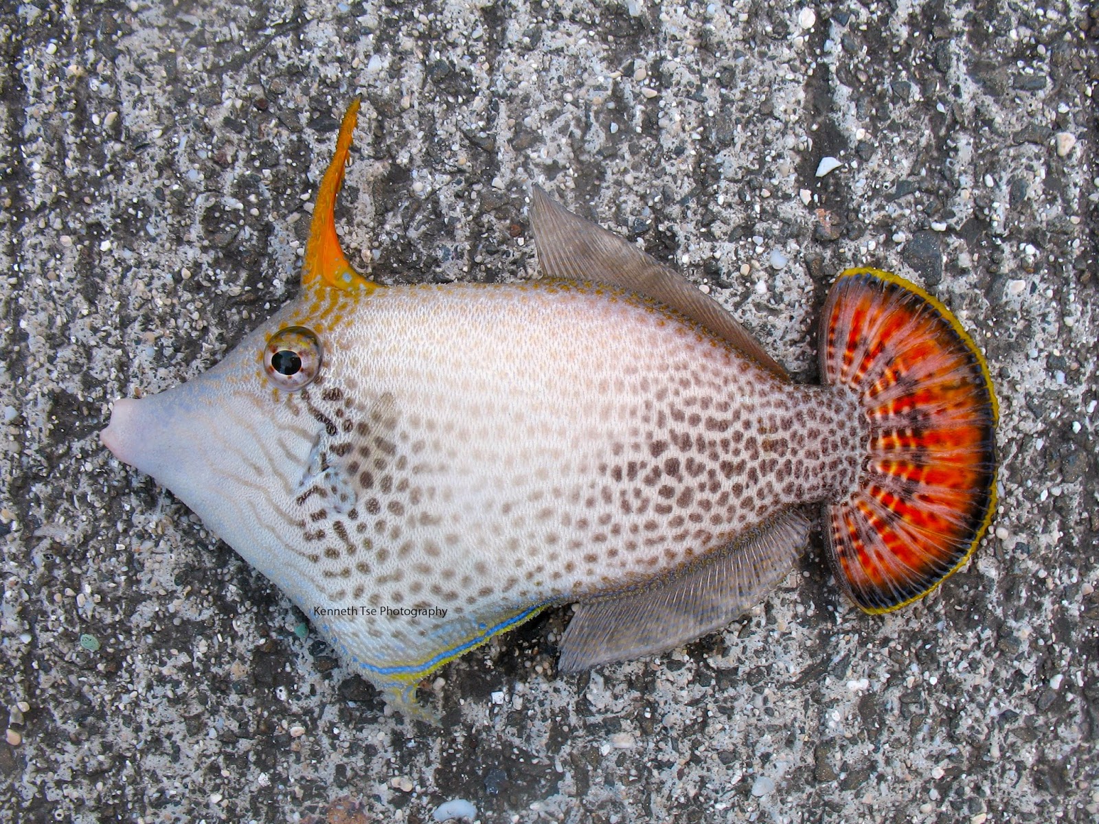 MuskieBait Adventures: January 2016