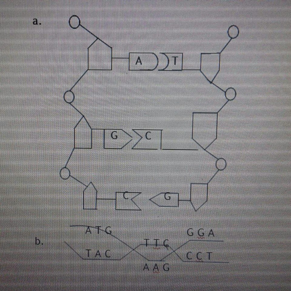 WARNA WARNI BIOLOGI: MATERI GENETIK