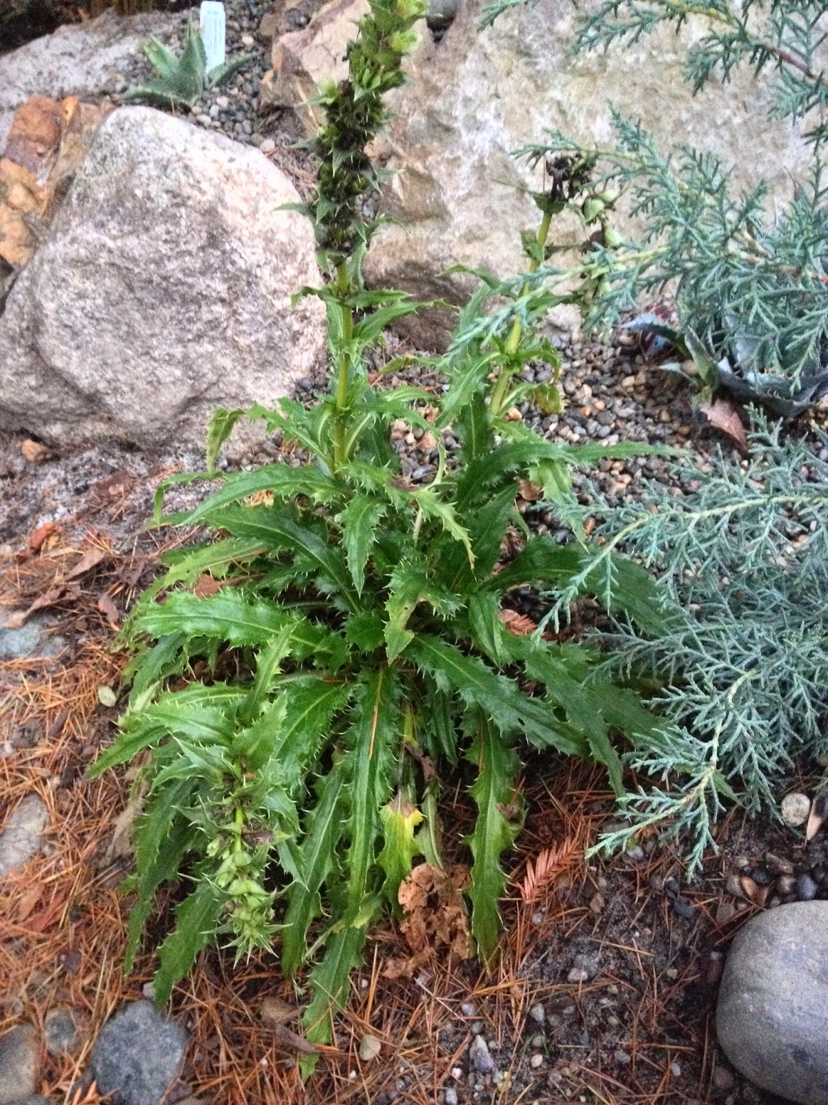 Growing Steady: Desertification, Part 2