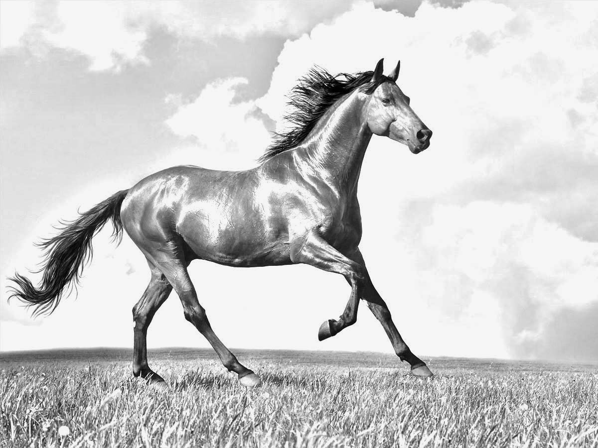 Karakalem Örnekleri: Karakalem at çizimleri karakalem at resimleri at ...