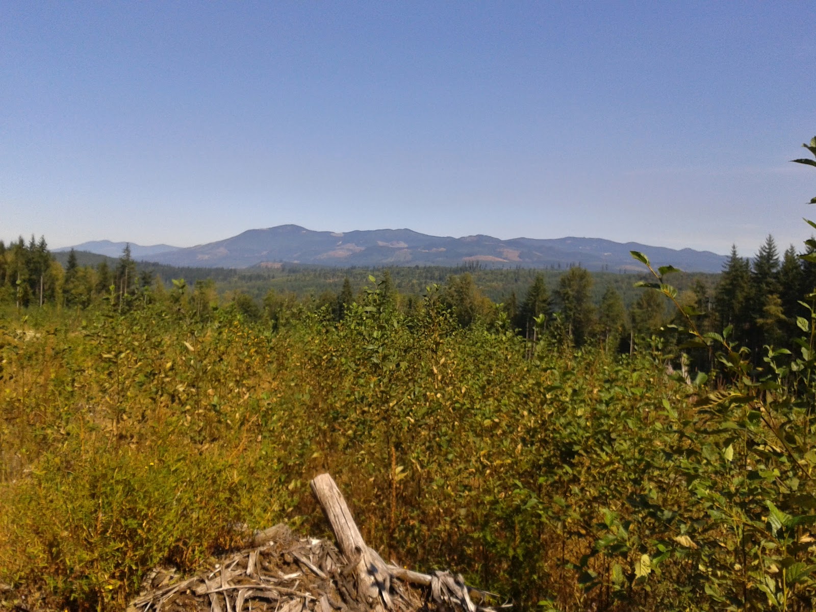 The Hoge Homestead ~: "Swishing through the Trees~