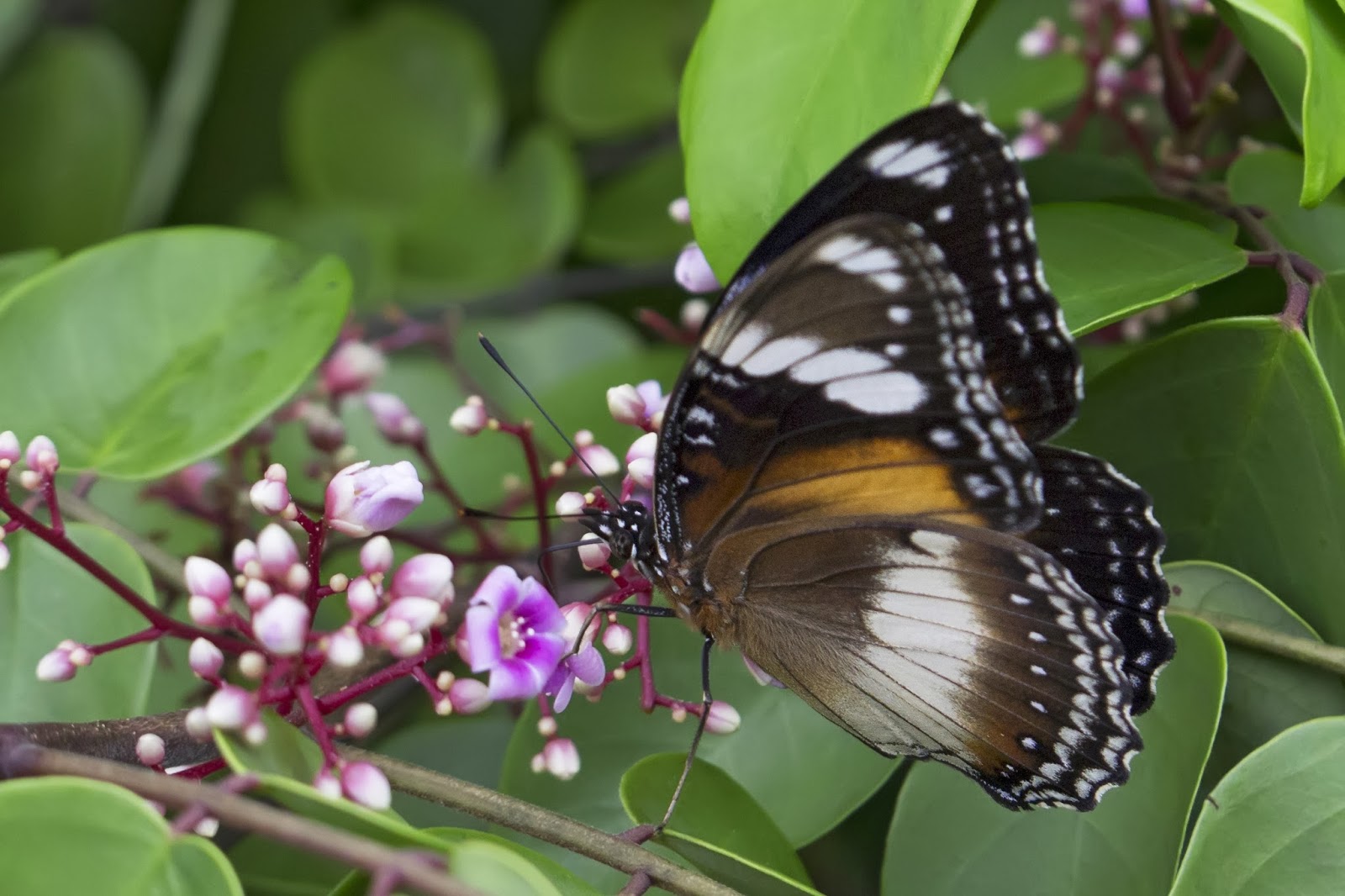Kay Parkin Birding: Mackay Qld Butterflies