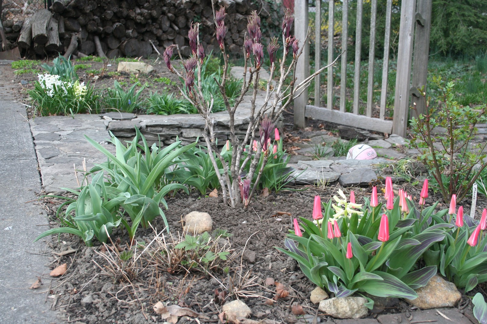 Gardens of Earthly Pleasures: Early Spring in My Garden