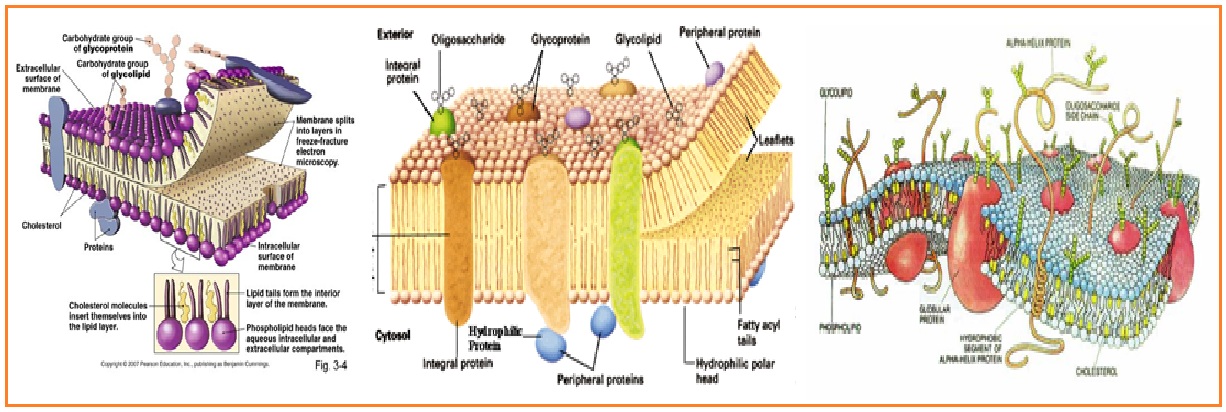 BIOLOGI GONZAGA: MEMBRAN PLASMA